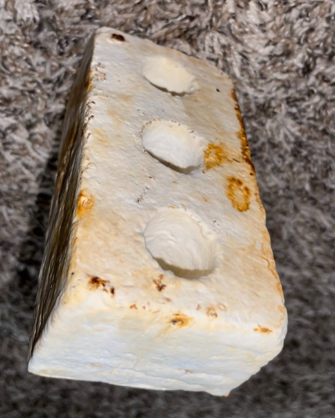 "Myco Materials" Oklahoma Fungi Education Class Tickets at Will Rogers ...