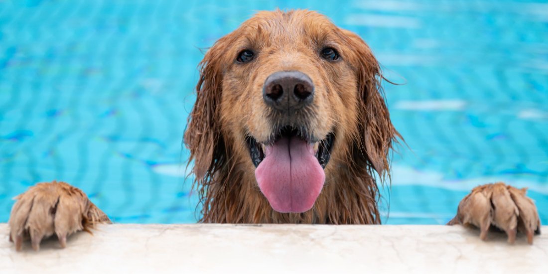 Festival for the Animals at Padonia Park Club, Brooklandville on 24th ...