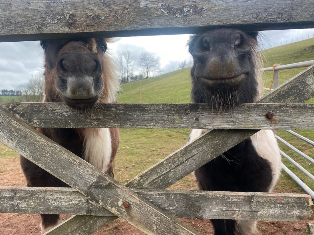 Special Ponies in the Heart of Wales Tickets at Fedw Equestrian Centre ...