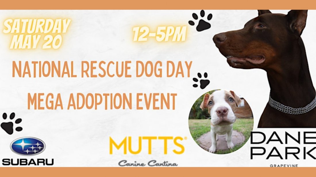 National Rescue Dog Day Mega Adoption Event Tickets | Dane Park ...