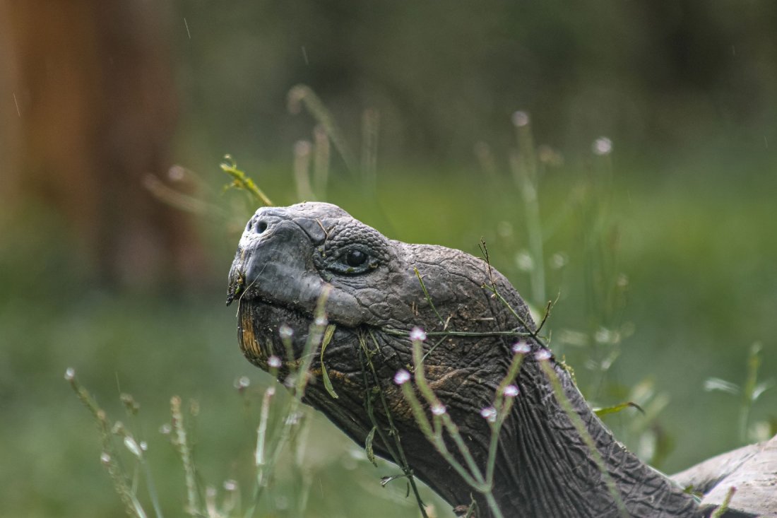 Galapagos Day 2023: Rewilding Galapagos at The Royal Geographical Society (with IBG), London on ...