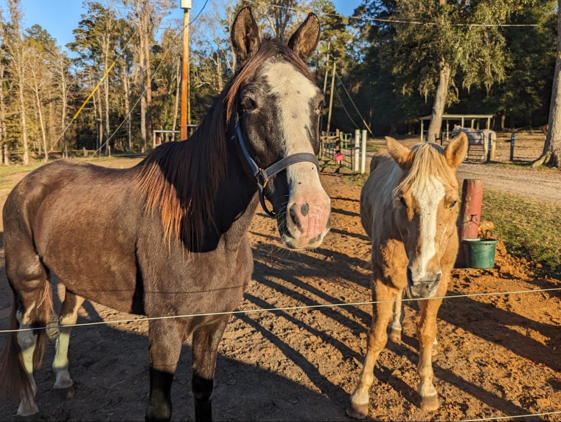 Fall Farm Tour Tickets at Crazy 8 Ranch, Tallahassee on 12th October, 2024