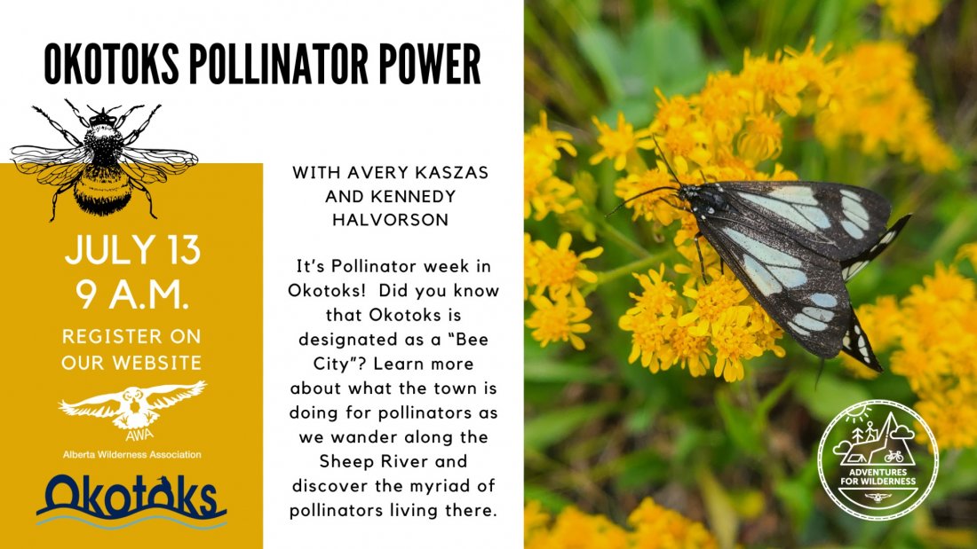 Okotoks Pollinator Power at Okotoks Environmental Education Centre on 13th July, 2025