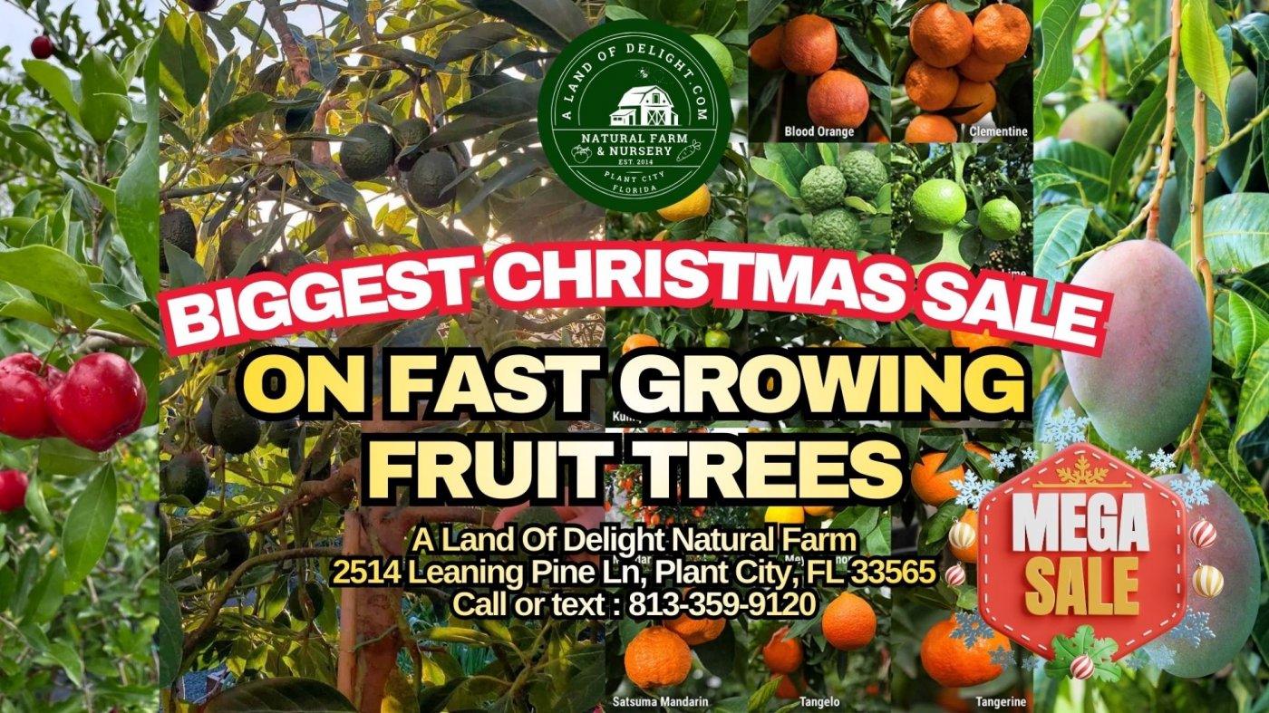 Plant City Christmas MEGA Fruit Tree Sale Tickets at A Land of Delight ...